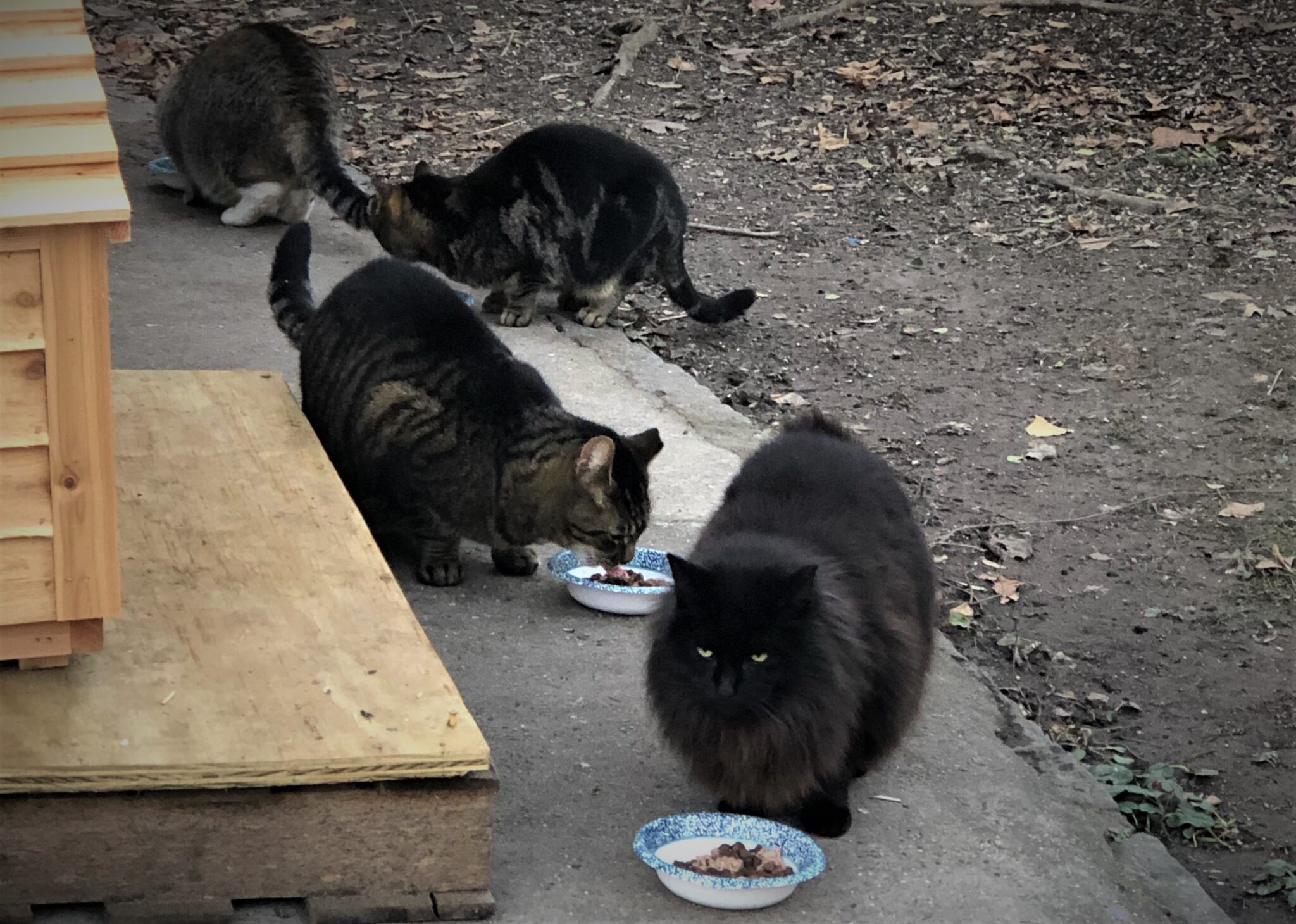 Community Cats / TNVR – Village of Williamsville